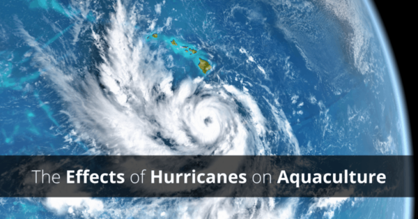 The Effects of Hurricanes on Aquaculture | Aquasend