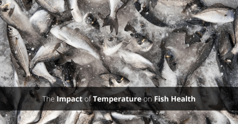The Impact of Temperature on Fish Health The Impact of Temperature on ...