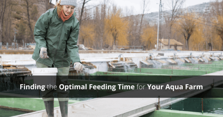 Finding the Optimal Feeding Time for Your Aqua Farm | Aquasend